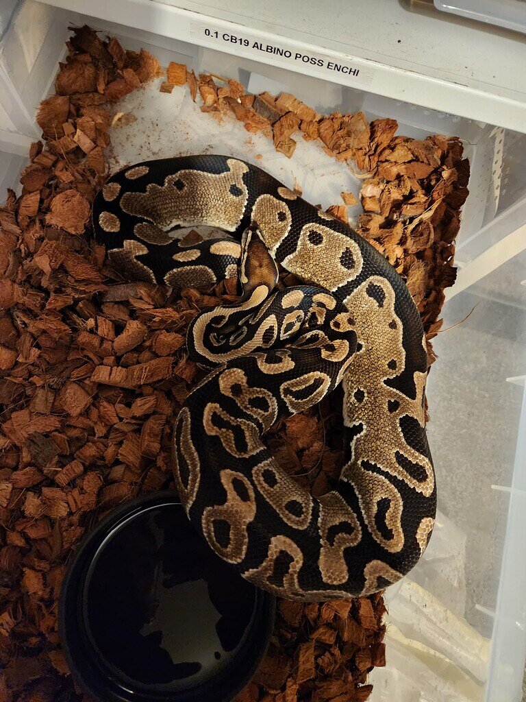 Is my ball python pregnant - Ball Pythons - MorphMarket Reptile Community