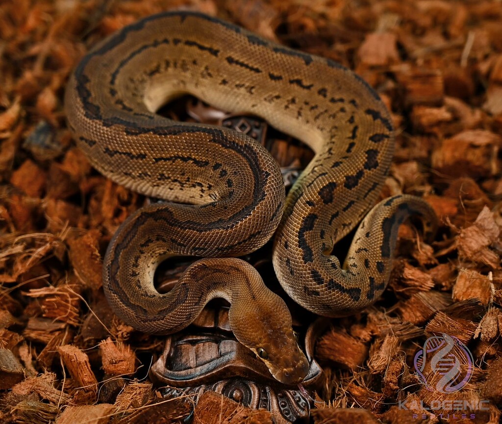 Never shared this girl but - Ball Pythons - MorphMarket Reptile Community