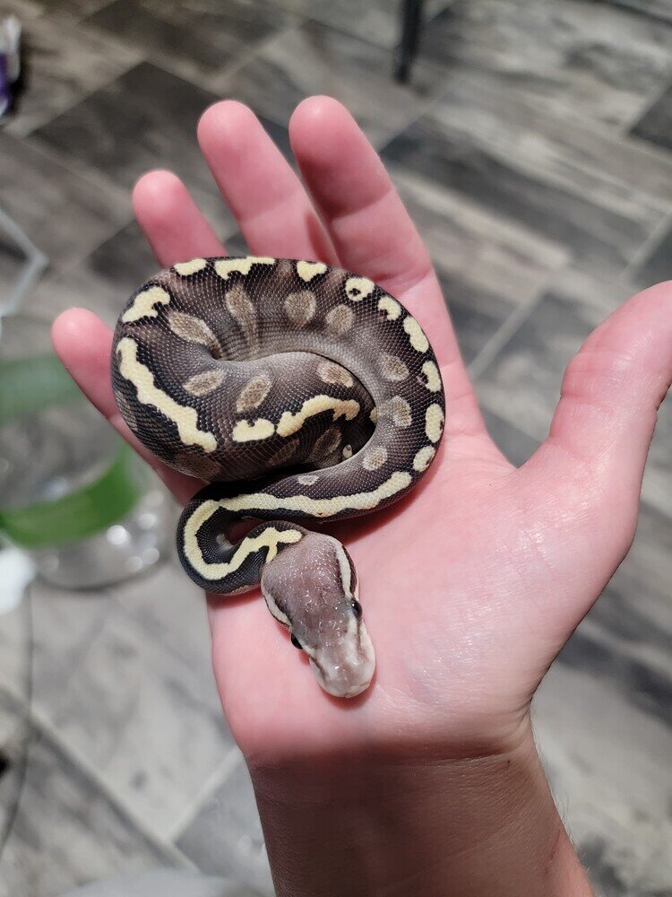 Show us your morphs that improved/ changed with age - Ball Pythons ...