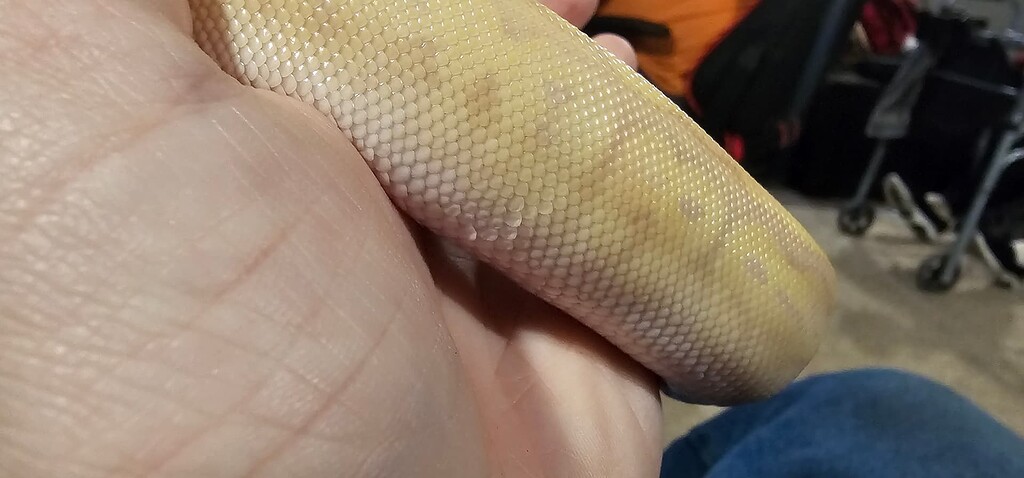 Lifted scales? - Ball Pythons - MorphMarket Reptile Community
