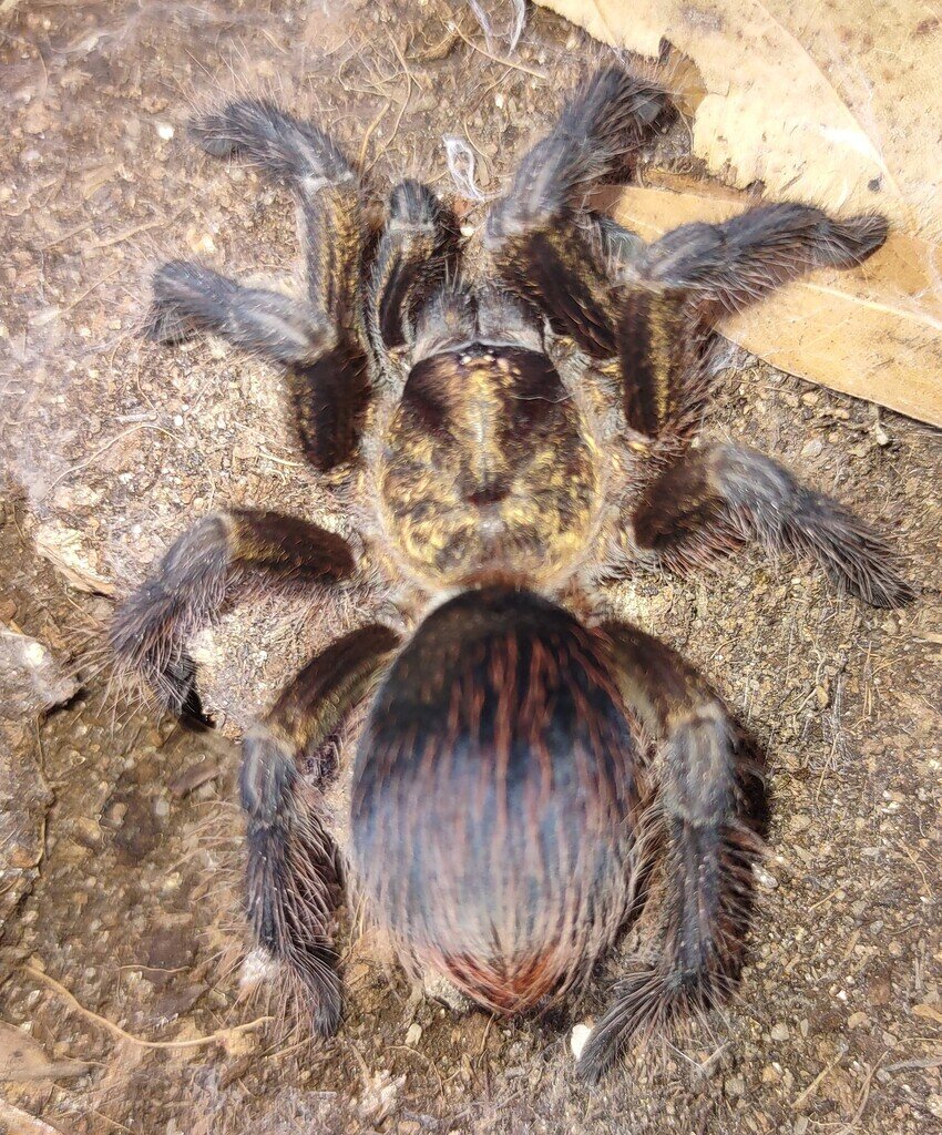 Phormictopus auratus - Spiders - MorphMarket Reptile Community
