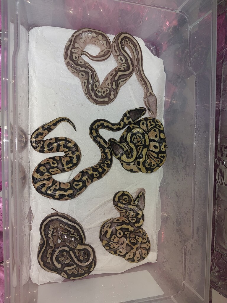 Hatchling genetics ID help - Ball Pythons - MorphMarket Reptile Community