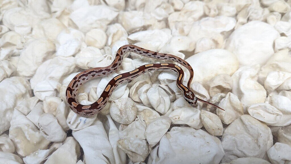 Enter the MATRIX 🔴 - Corn Snakes - MorphMarket Reptile Community