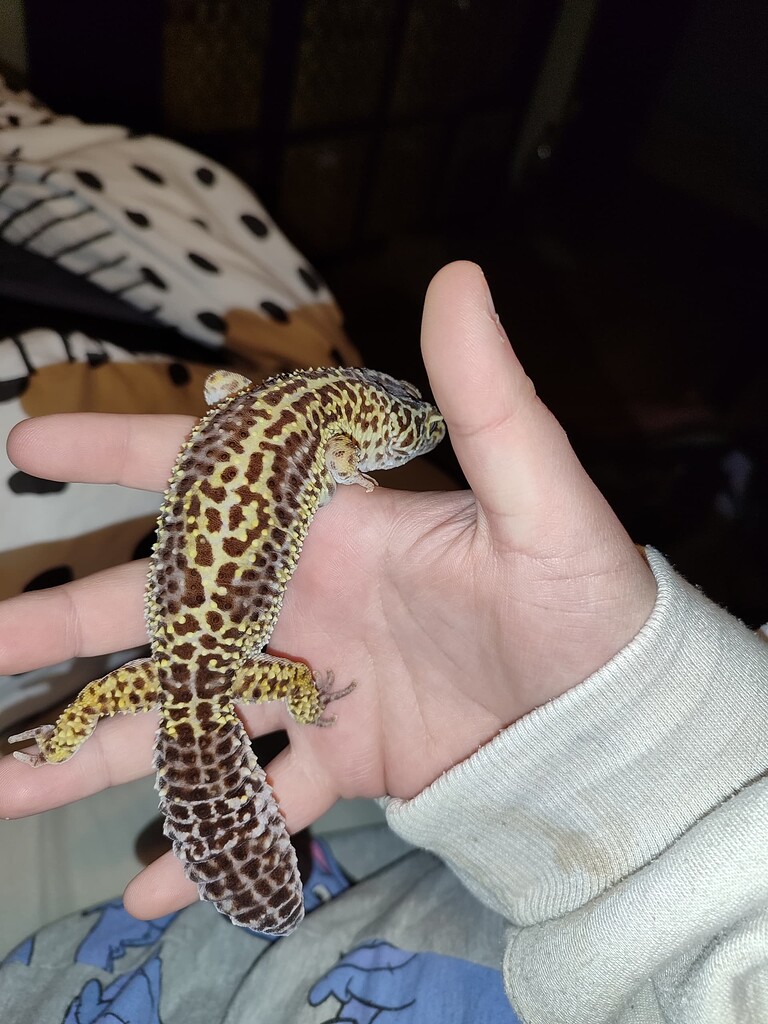 Please help me identify my gecko's morph - Leopard Geckos - MorphMarket ...