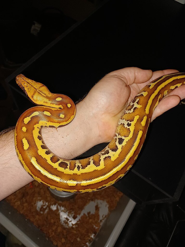 My new bloods, can I see your short-tails? - Short-Tailed Pythons ...