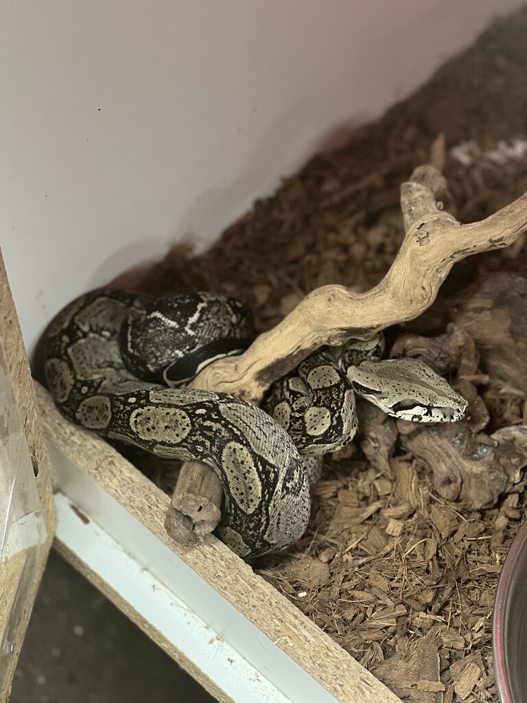 Help identifying BCI please? - Boa Constrictors - MorphMarket Reptile ...