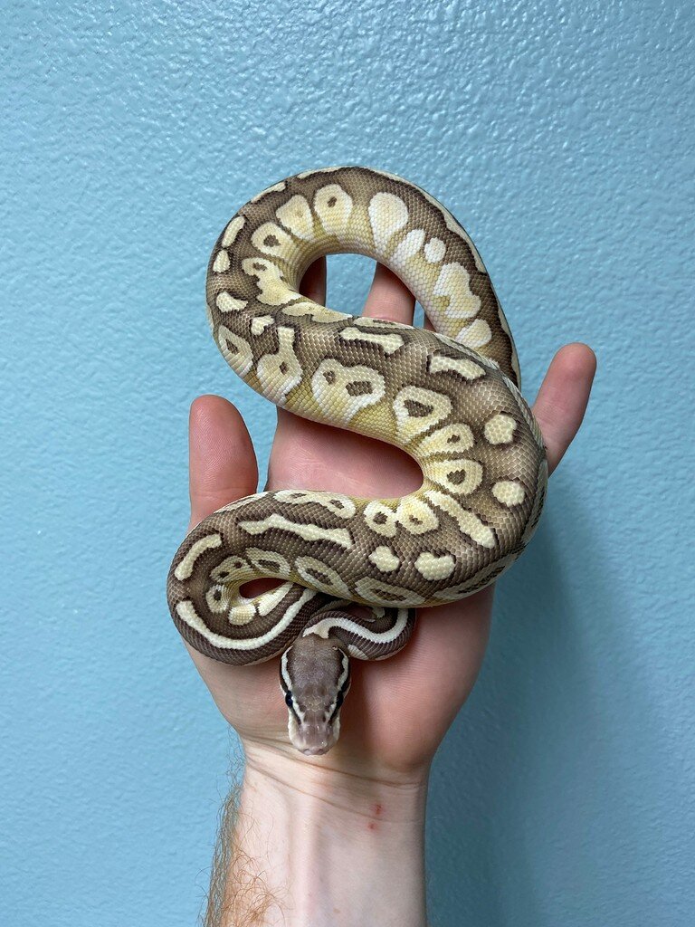 Closed Auction - 1.0 Pastel Lesser Het Desert Ghost - Auction for ...