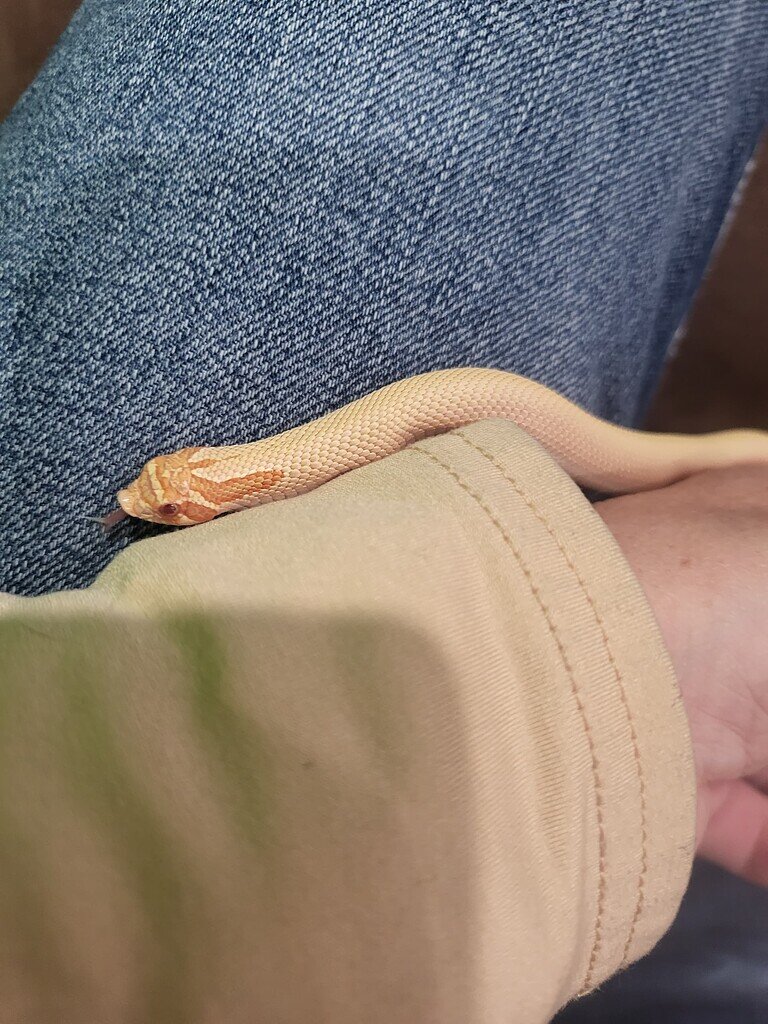 I'm now a first-time (hoggie) mom! - Hognose Snakes - MorphMarket ...
