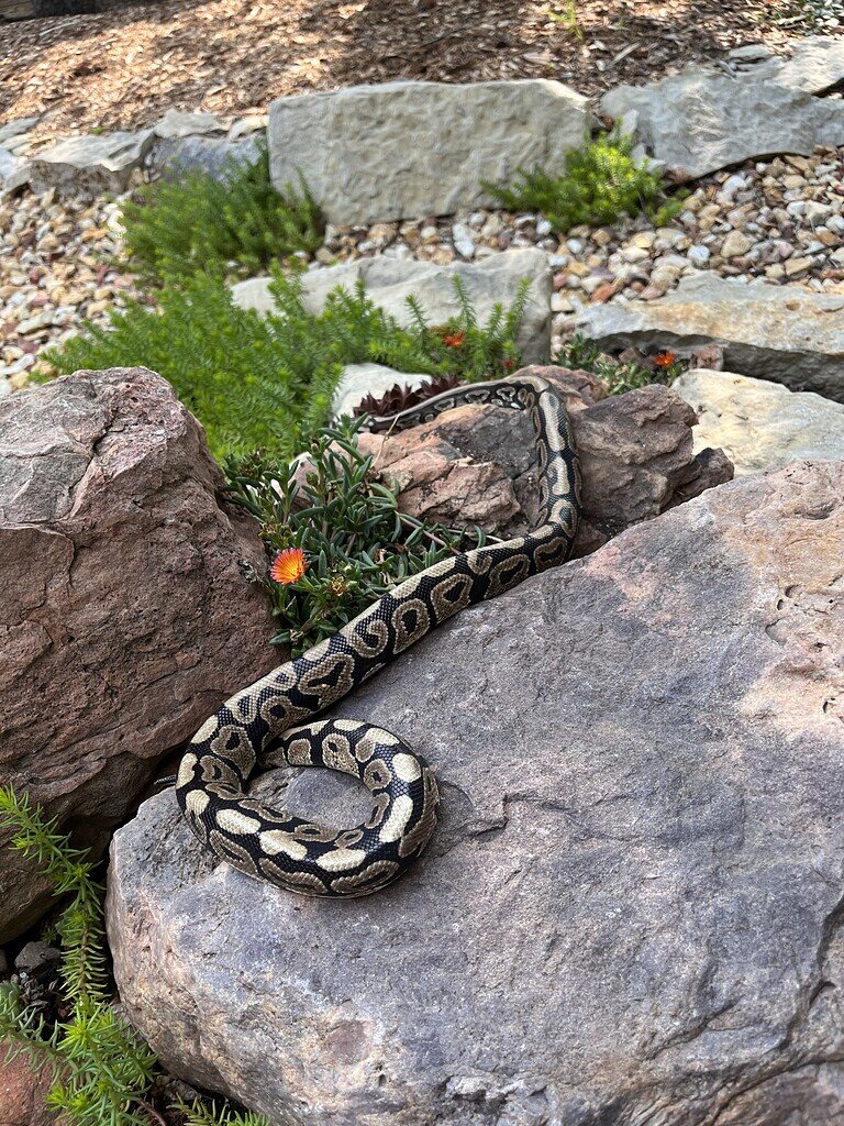 Spark is the best, here’s my boy! - Ball Pythons - MorphMarket Reptile ...