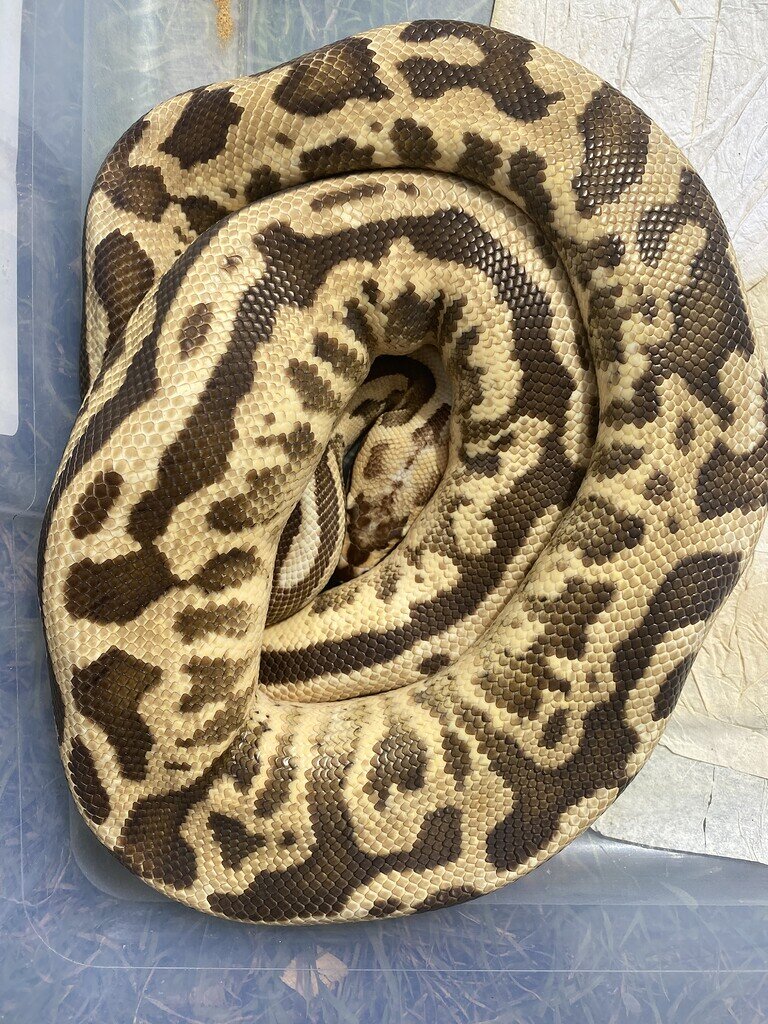 Assistance in morph ID with no background - Ball Pythons - MorphMarket ...