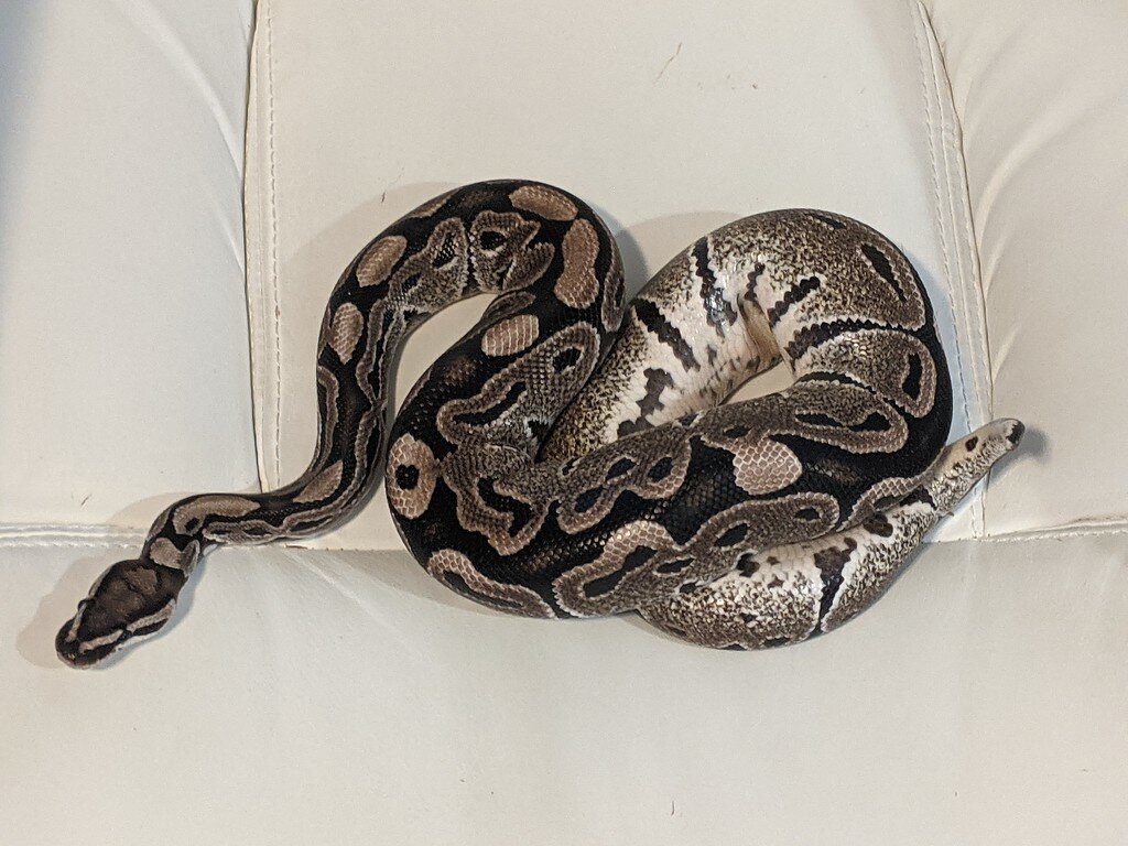 Morph identify - Ball Pythons - MorphMarket Reptile Community