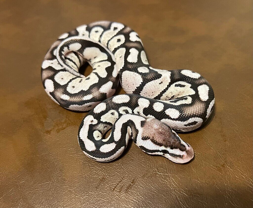 Clutch # 3 ID - Ball Pythons - MorphMarket Reptile Community