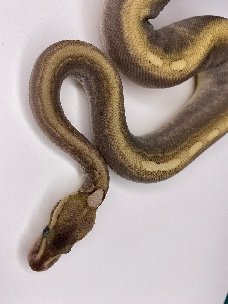 Bamboo Morph Identification Help - Ball Pythons - MorphMarket Reptile ...