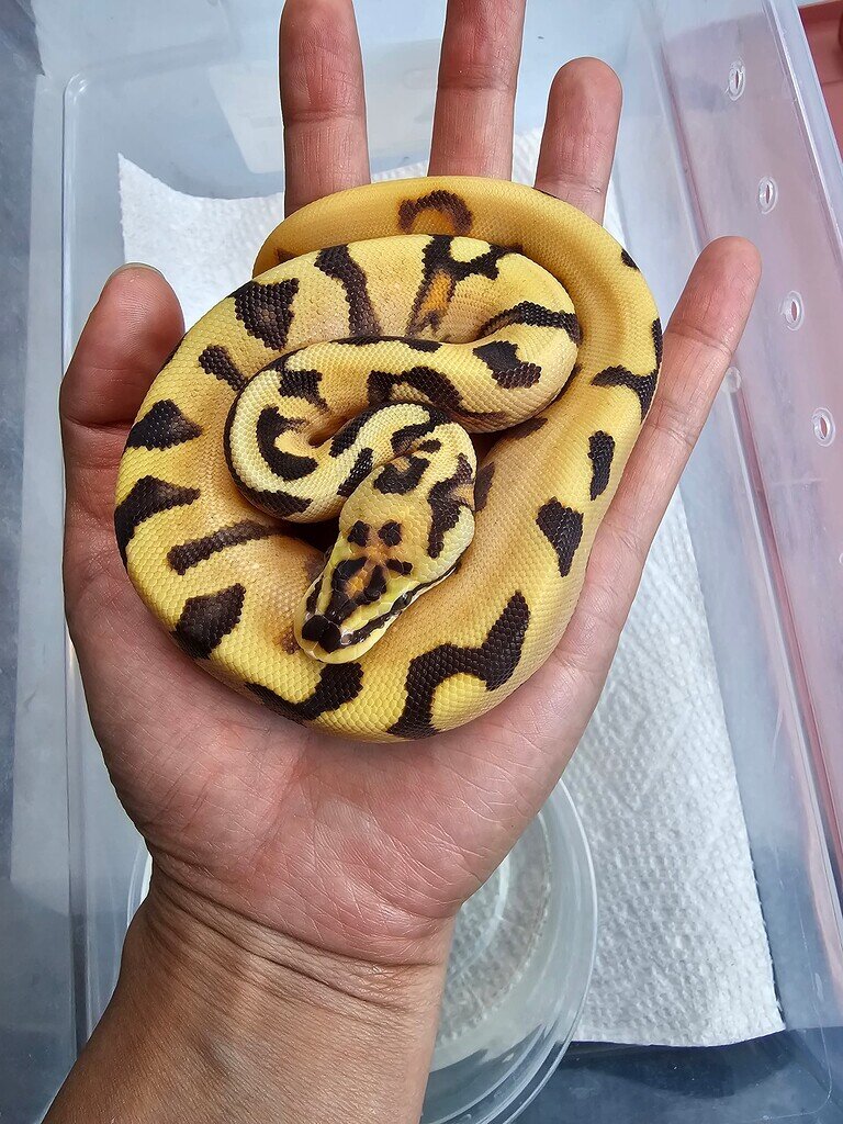 Cool hatchling! - Ball Pythons - MorphMarket Reptile Community