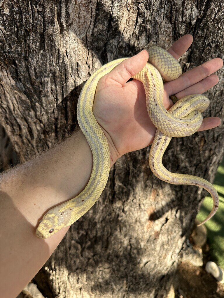 This years colubrid pairings - Kingsnakes - MorphMarket Reptile Community