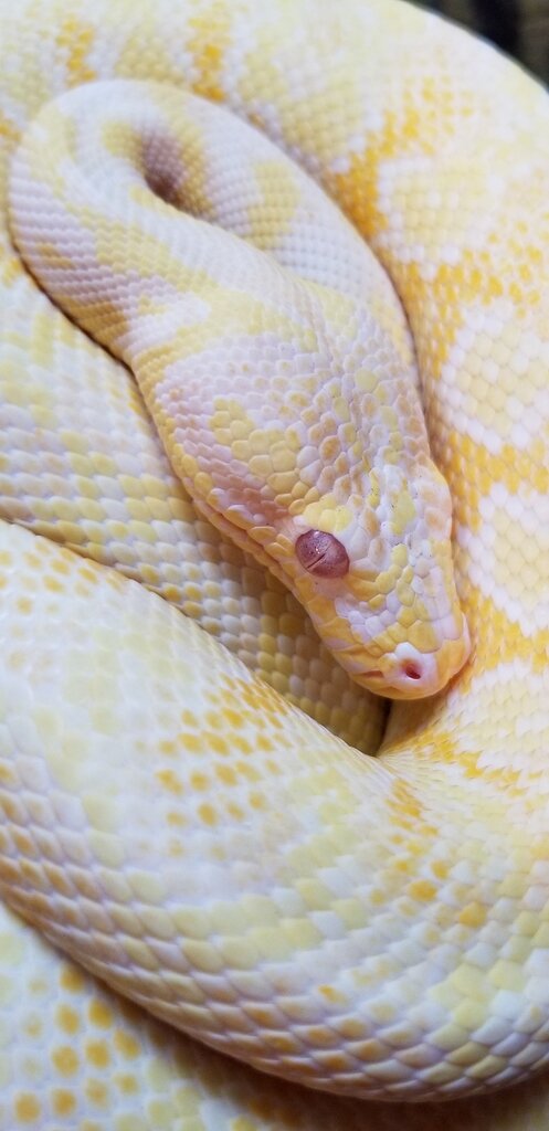 Amel Eye Candy - Reticulated Pythons - MorphMarket Reptile Community