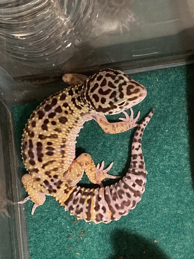 Help with IDing possible morph for my two Leo’s! - Leopard Geckos ...