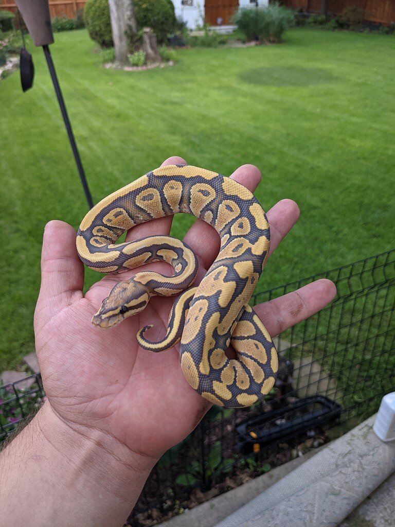 Cypress or not? - Ball Pythons - MorphMarket Reptile Community