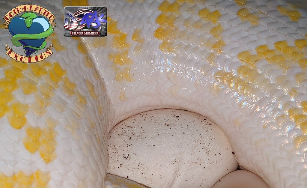 Special eggs dropping! - Reticulated Pythons - MorphMarket Reptile ...