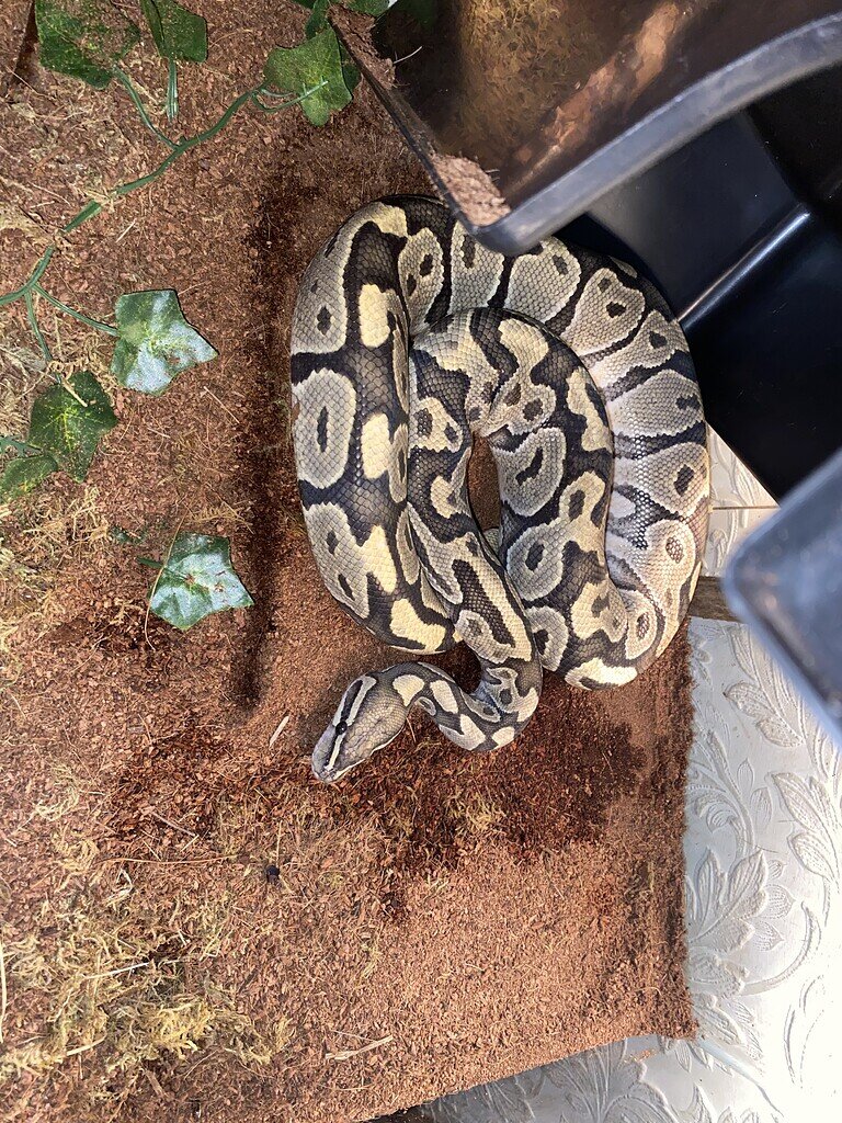 Any idea what morph? - Ball Pythons - MorphMarket Reptile Community