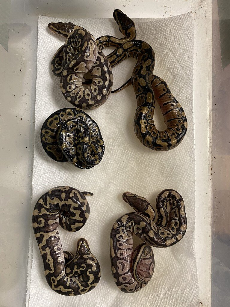 Ball pythons hatchlings born with white speckling on the dorsal? - Ball ...