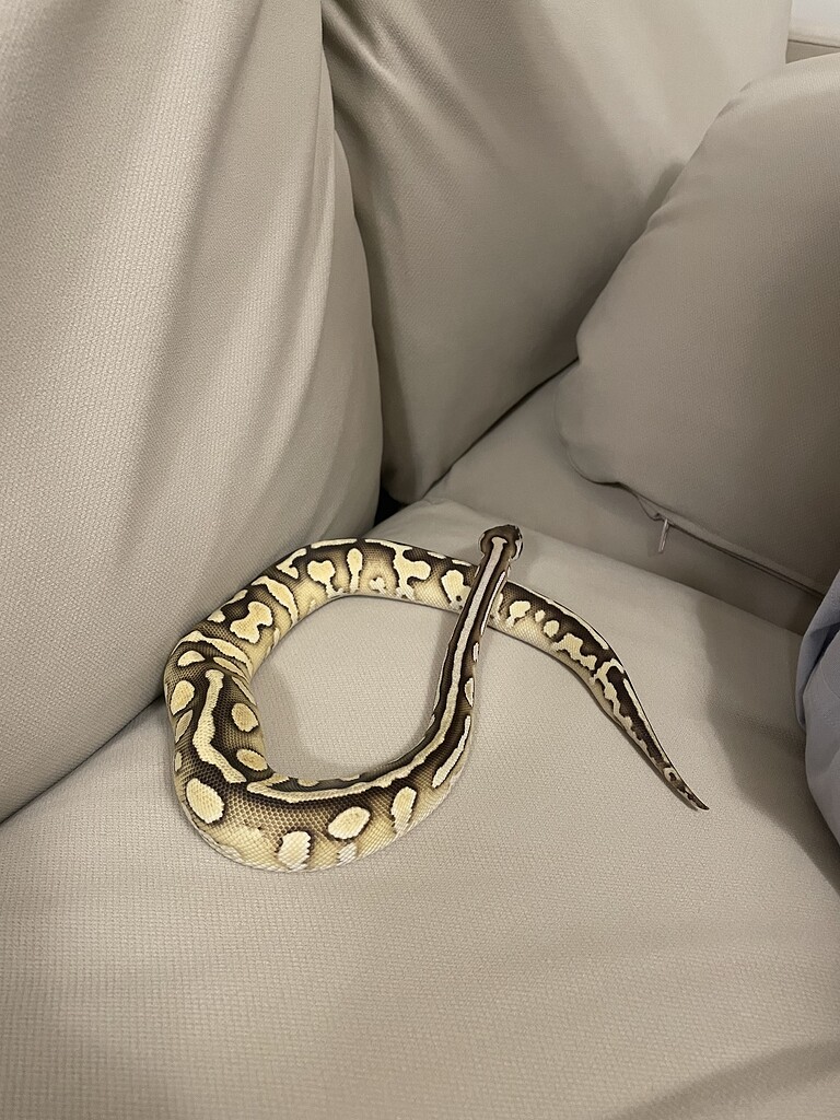 Feeder size for 5 month female BP (210g) - Ball Pythons - MorphMarket ...