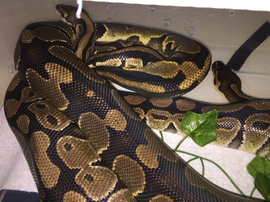 2021 Breeding - Ball Pythons - MorphMarket Reptile Community