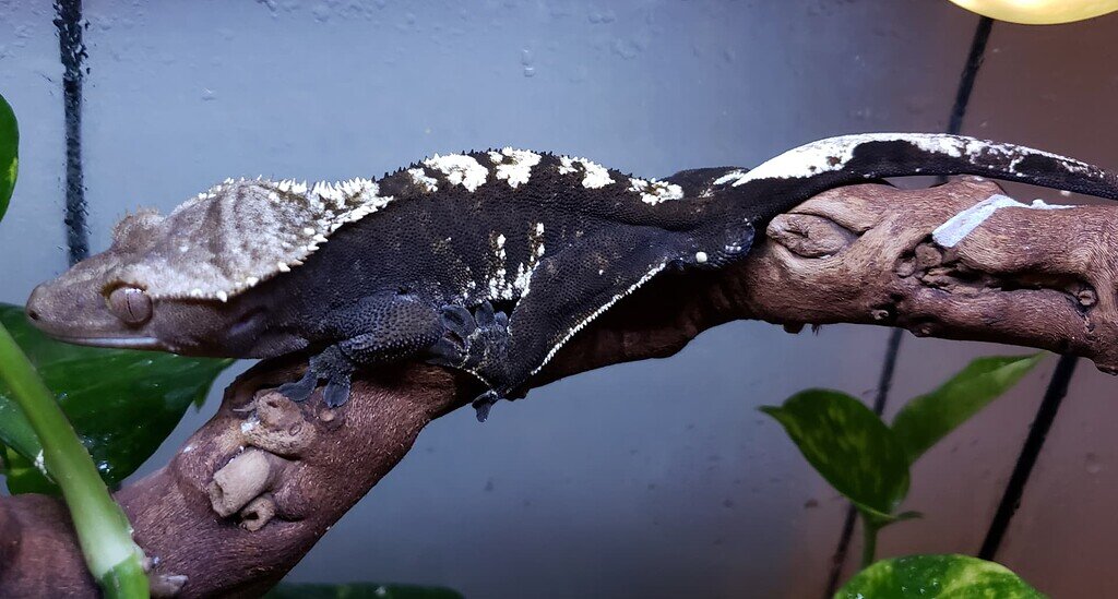 Crested Gecko Identification Help Possible Axanthic Line - Crested ...