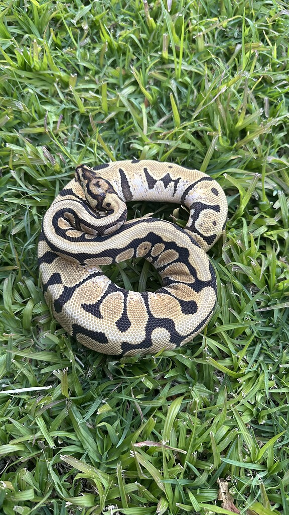 Help needed to ID Enchi Red Stripe/Special - Ball Pythons - MorphMarket ...