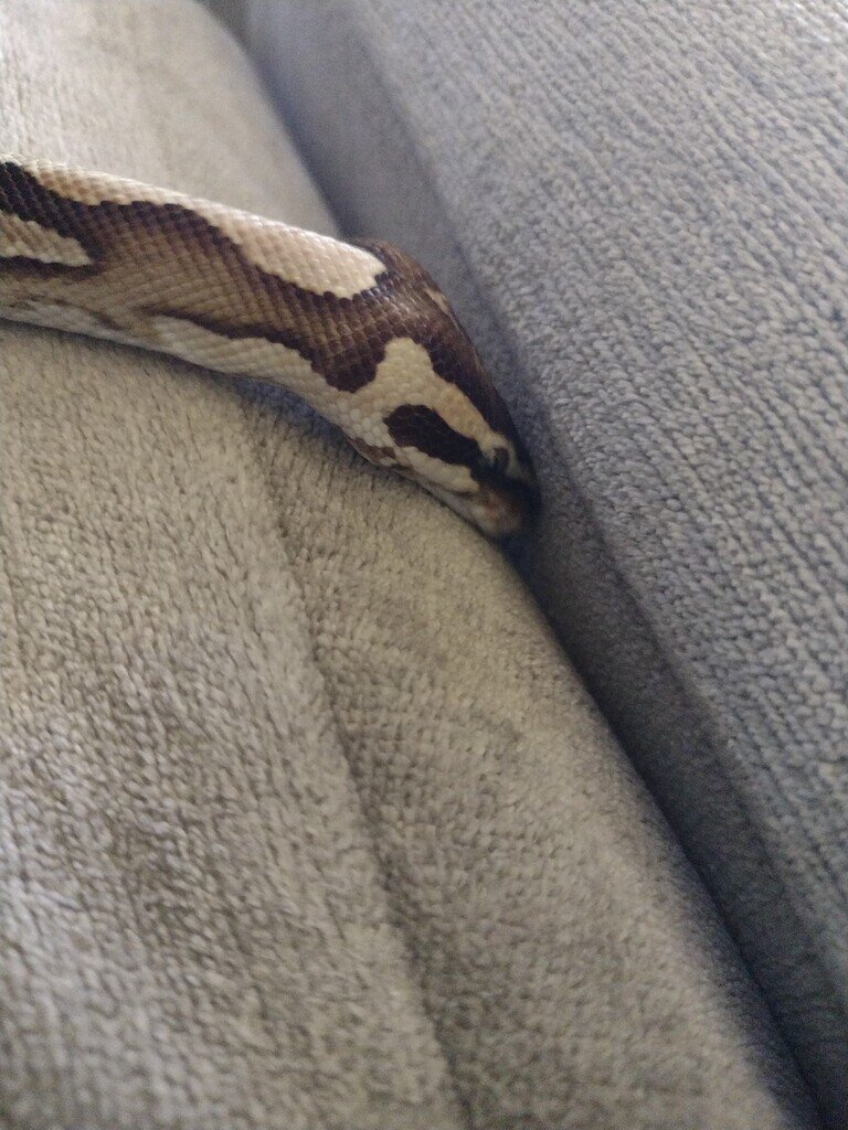 Taming A Super Food Agressive Ball? - Ball Pythons - MorphMarket ...