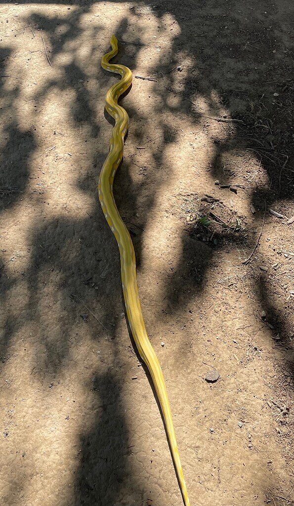 My Super Rare Retic 😆 - Reticulated Pythons - MorphMarket Reptile Community