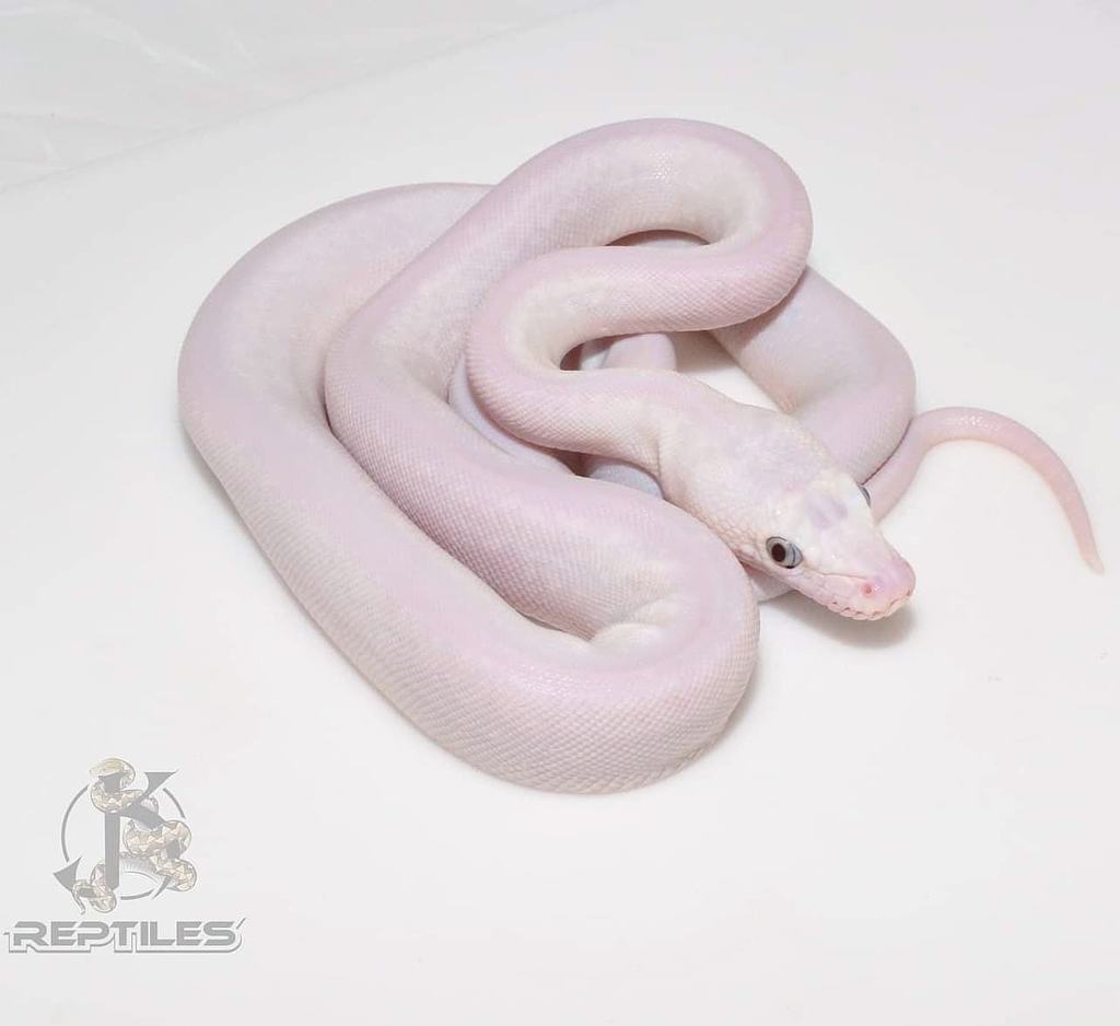 Whitesnakes are the BEST! - Reticulated Pythons - MorphMarket Reptile ...