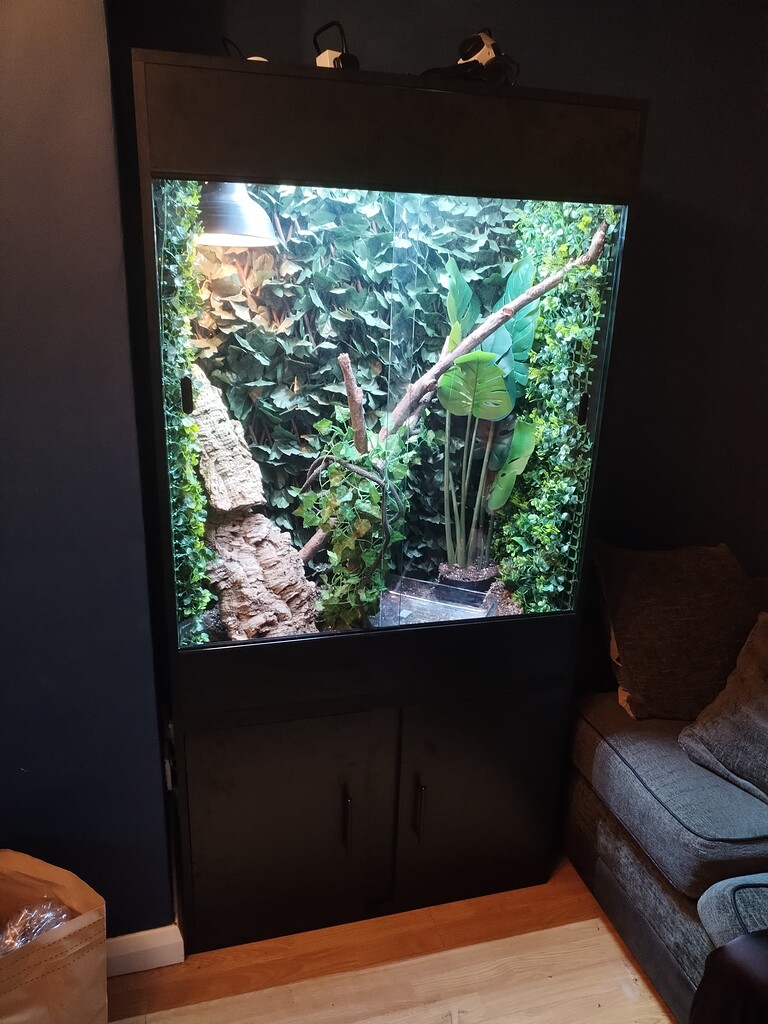 My new baby frilled and juve indonesian frilled dragons - Enclosures ...