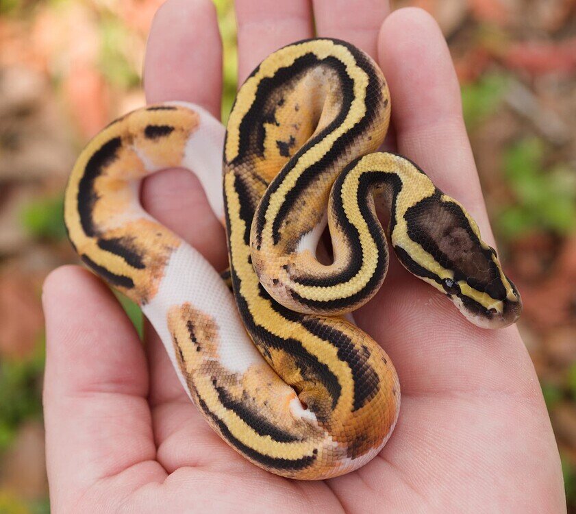 Biological Canvas 2022 Breeding Season Clutch Photos - Ball Pythons ...