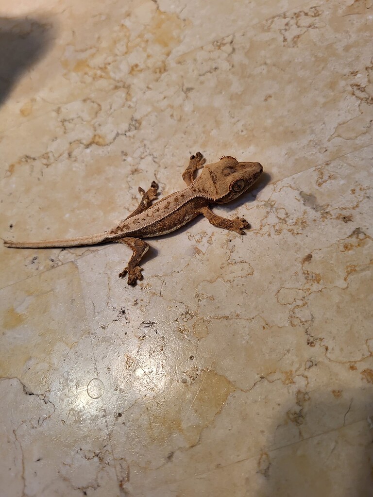 Name these Morphs (round 3) Ruby and Jackson - Crested Geckos - MorphMarket Reptile Community