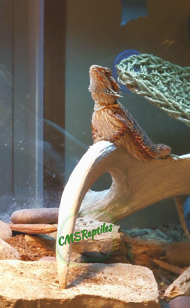 Mirage update - Bearded Dragons - MorphMarket Reptile Community