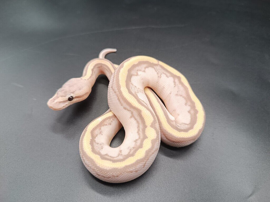 Identification - All Reptiles - MorphMarket Reptile Community