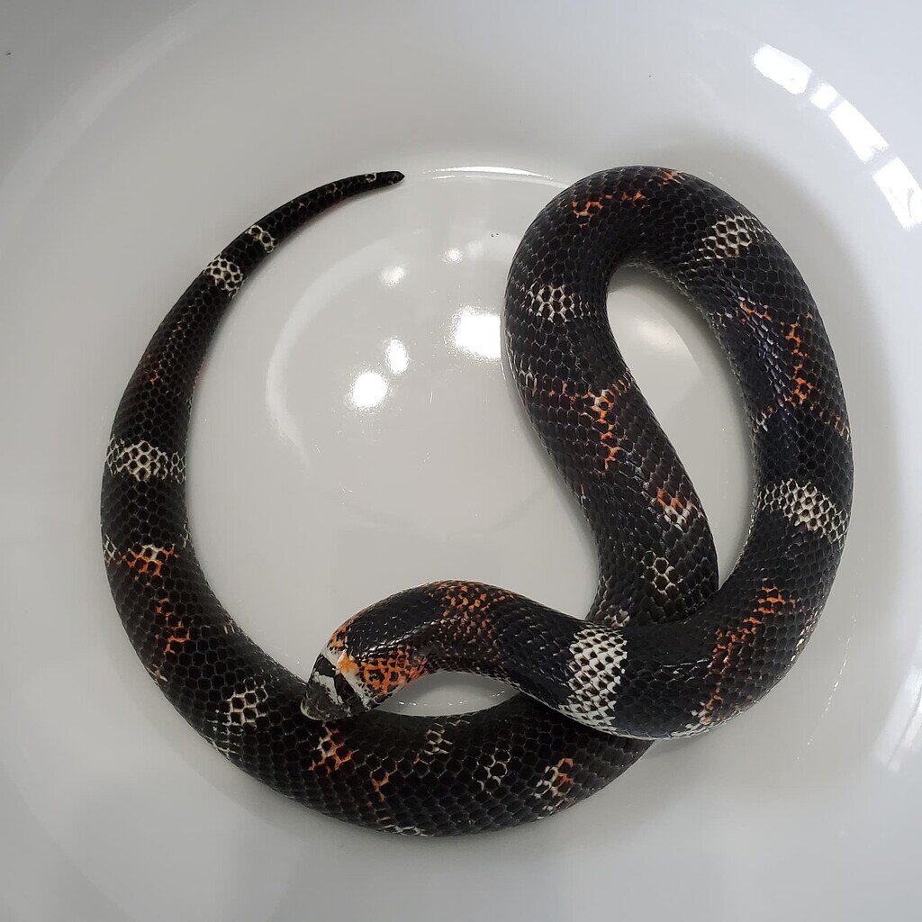 Tricolor hognose morphs - Other Colubrids - MorphMarket Reptile Community