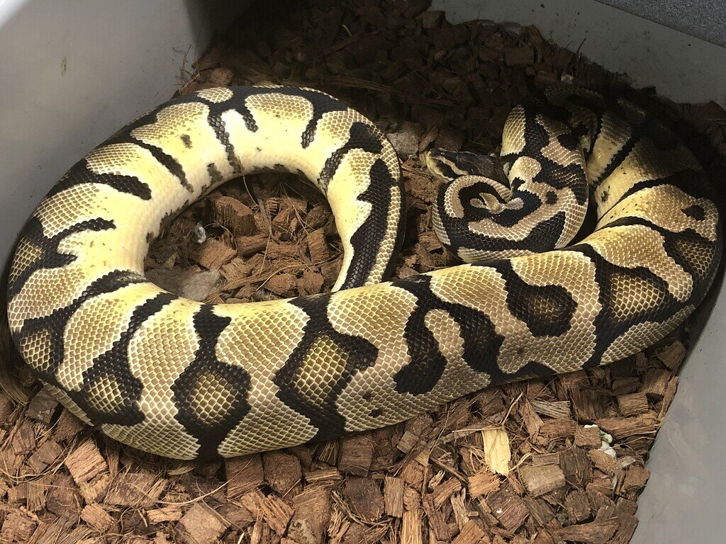 Acid genetic advice - Ball Pythons - MorphMarket Reptile Community