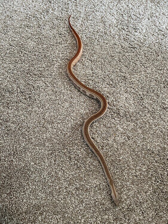 Indy morph-Boa imperator/Boa constrictor imperator [DONE] - Genetics ...