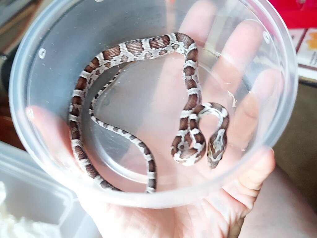 Red Factor babies; yes, no, maybe - Corn Snakes - MorphMarket Reptile ...