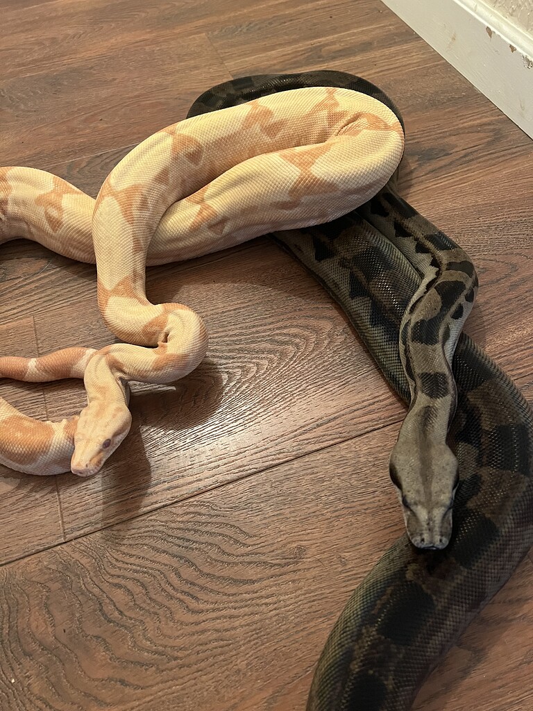 Collection/ Breeding apps? - Enclosures & Setups - MorphMarket Reptile ...