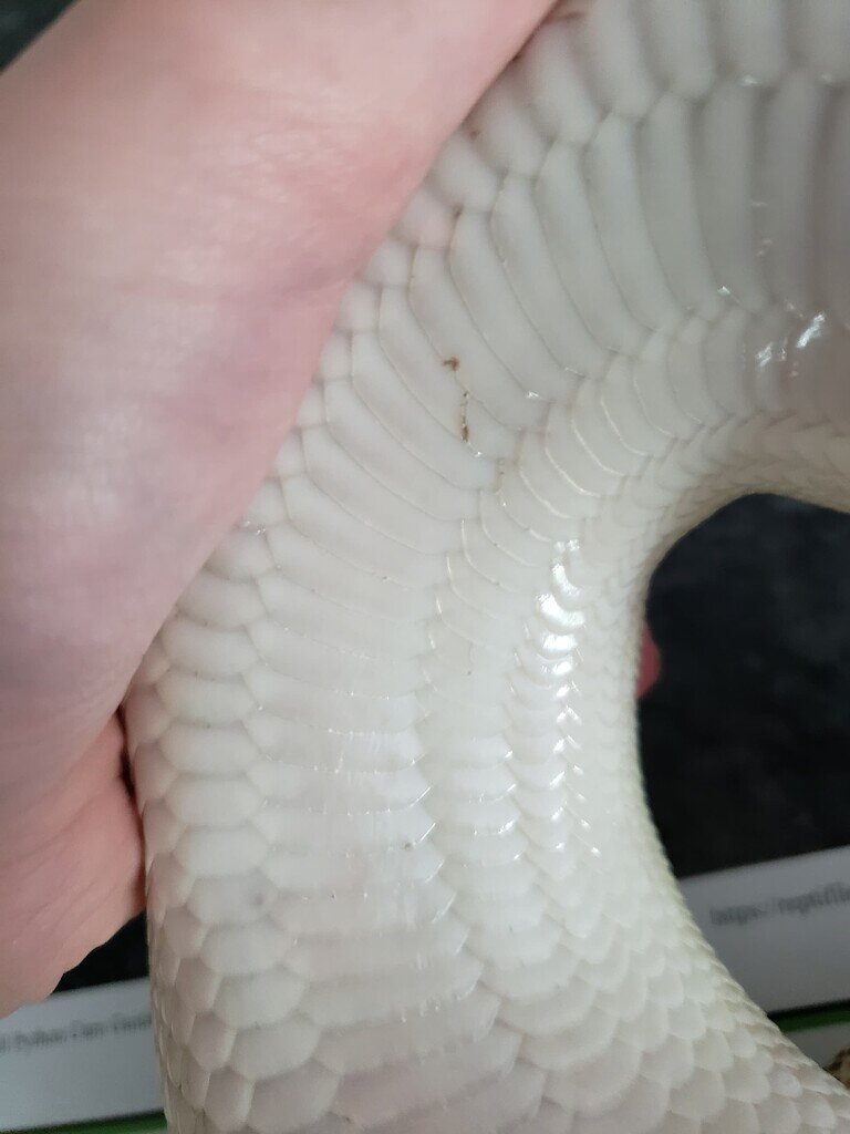 Is this scale rot? - Ball Pythons - MorphMarket Reptile Community