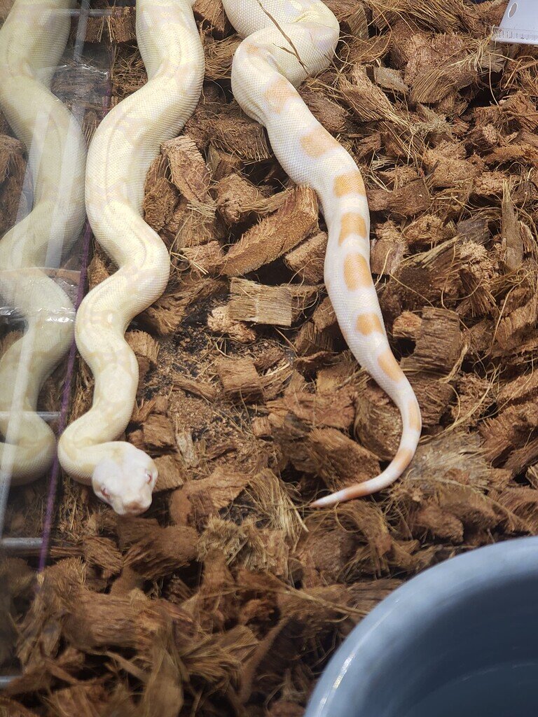 What morph is this boa constrictor - Boa Constrictors - MorphMarket ...