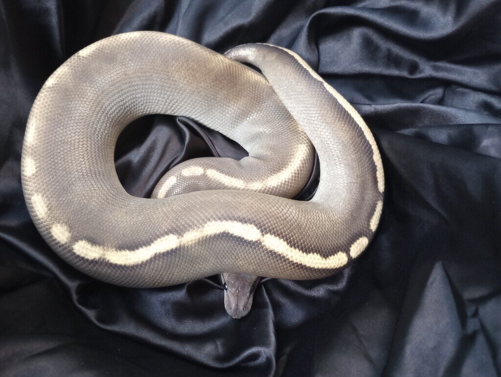 Happy World Snake Day from my little family to yours! - Ball Pythons - MorphMarket Reptile Community