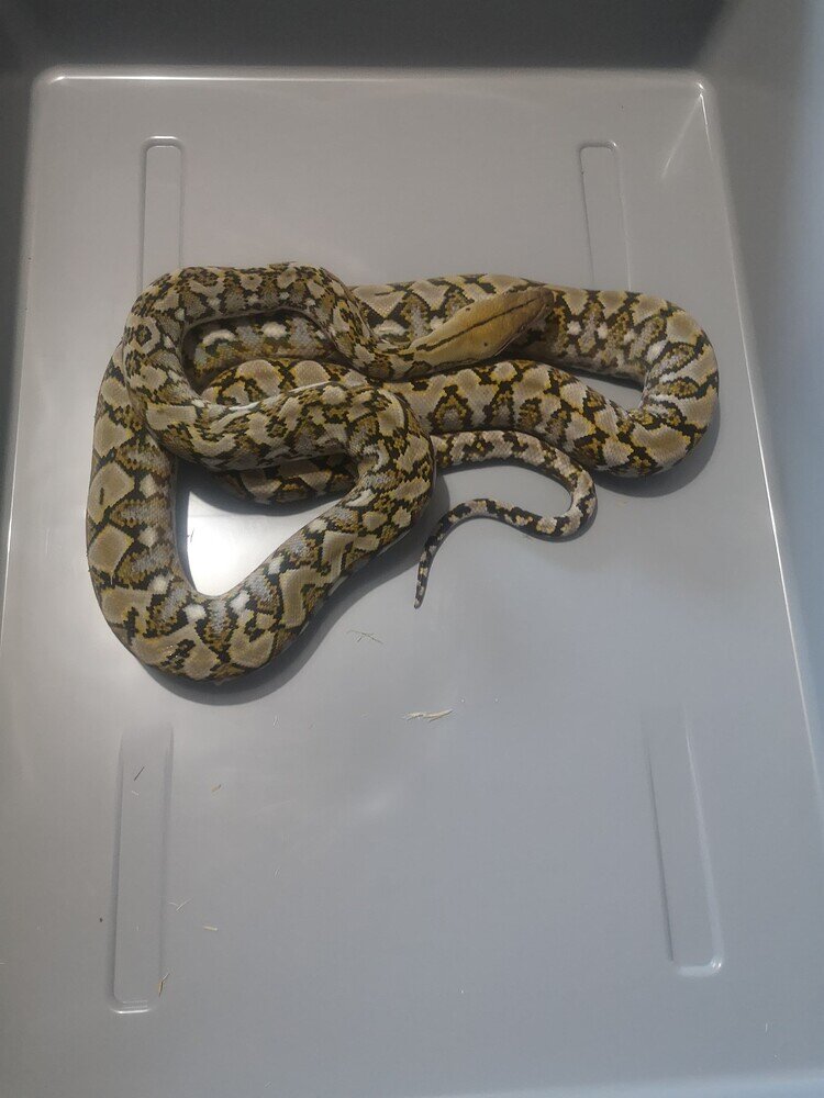 Reticulated python identification - Reticulated Pythons - MorphMarket ...