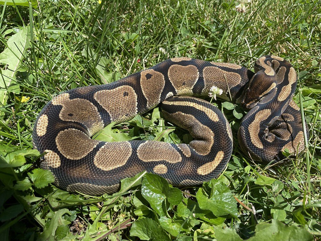 Collection: The Royal Nest Reptiles - All Reptiles - MorphMarket ...