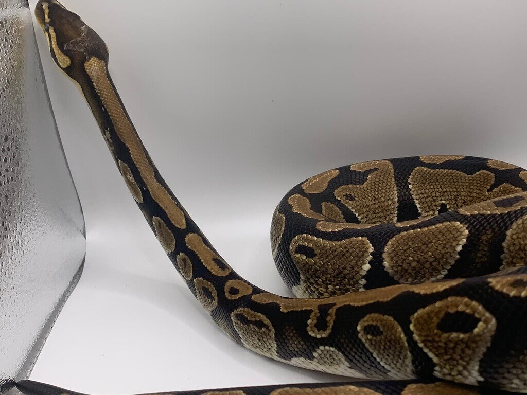What morph do I have? - Ball Pythons - MorphMarket Reptile Community