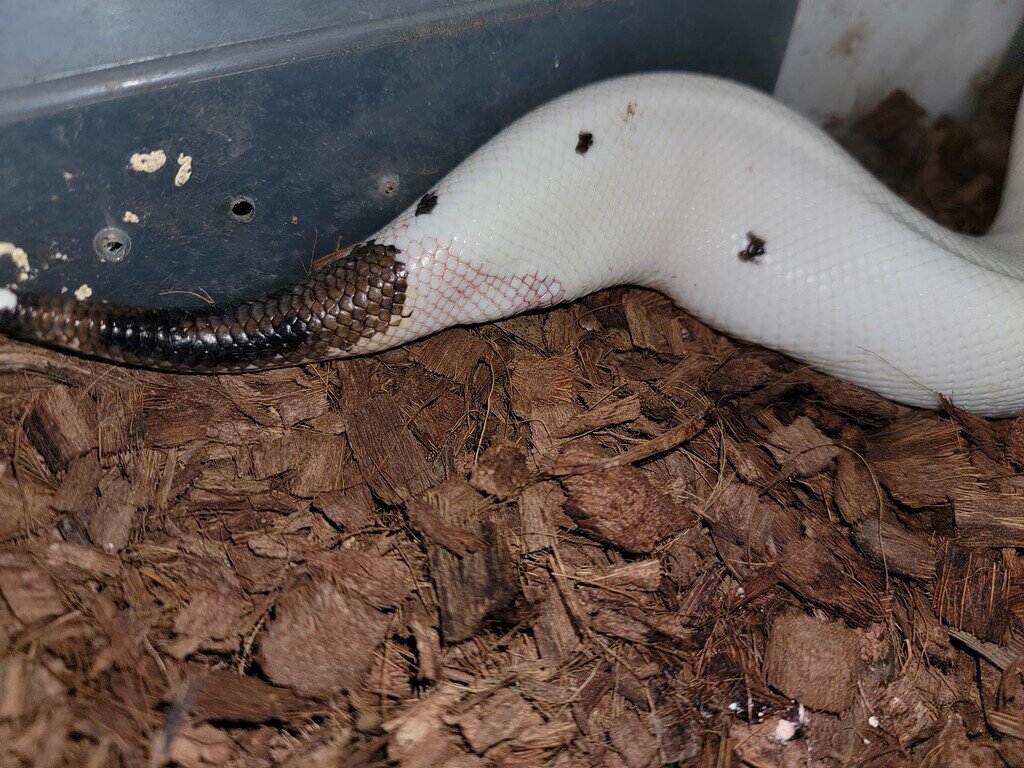 Off color scales - Ball Pythons - MorphMarket Reptile Community