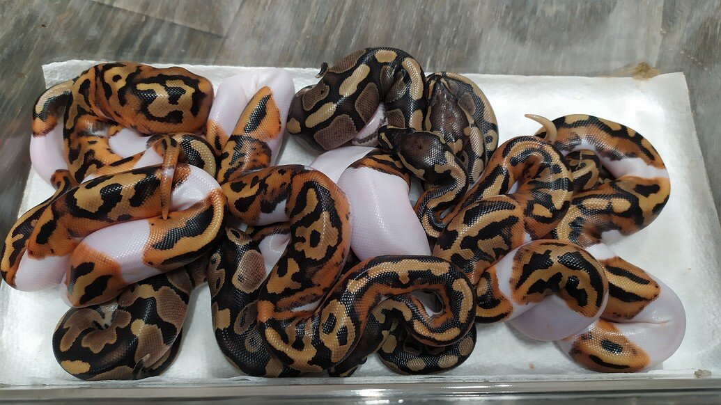 Pied clown / bamboo red stripe - Ball Pythons - MorphMarket Reptile ...